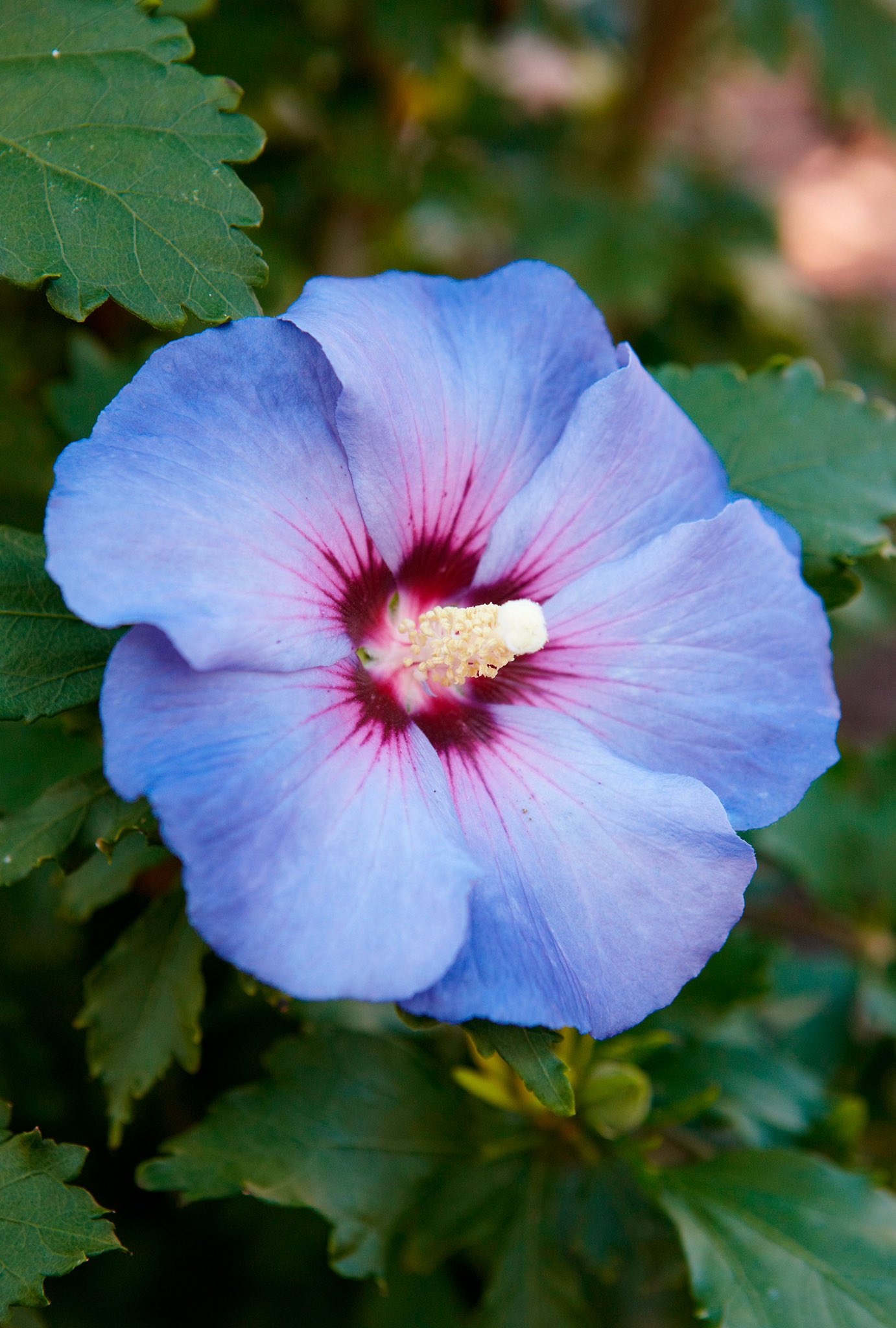 thewallpapercreator | Wallpaper Alchemy